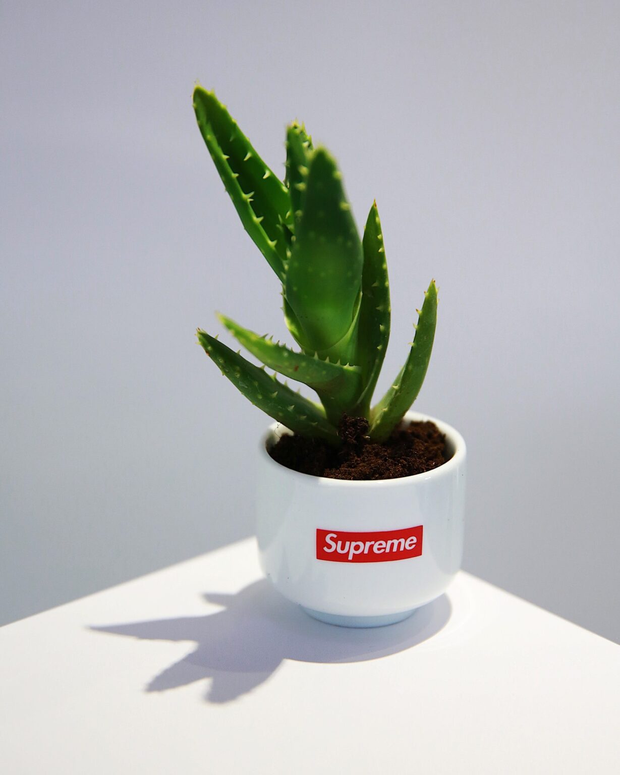 Supreme - DIY Cactus Plant Pot - VARMODE